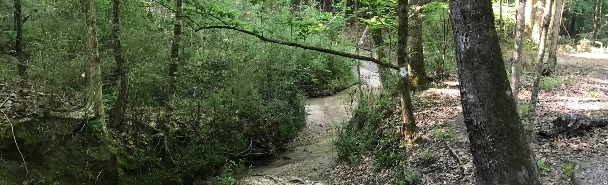 Clark Creek Primitive Trail: 606 Reviews, Map - Mississippi | AllTrails