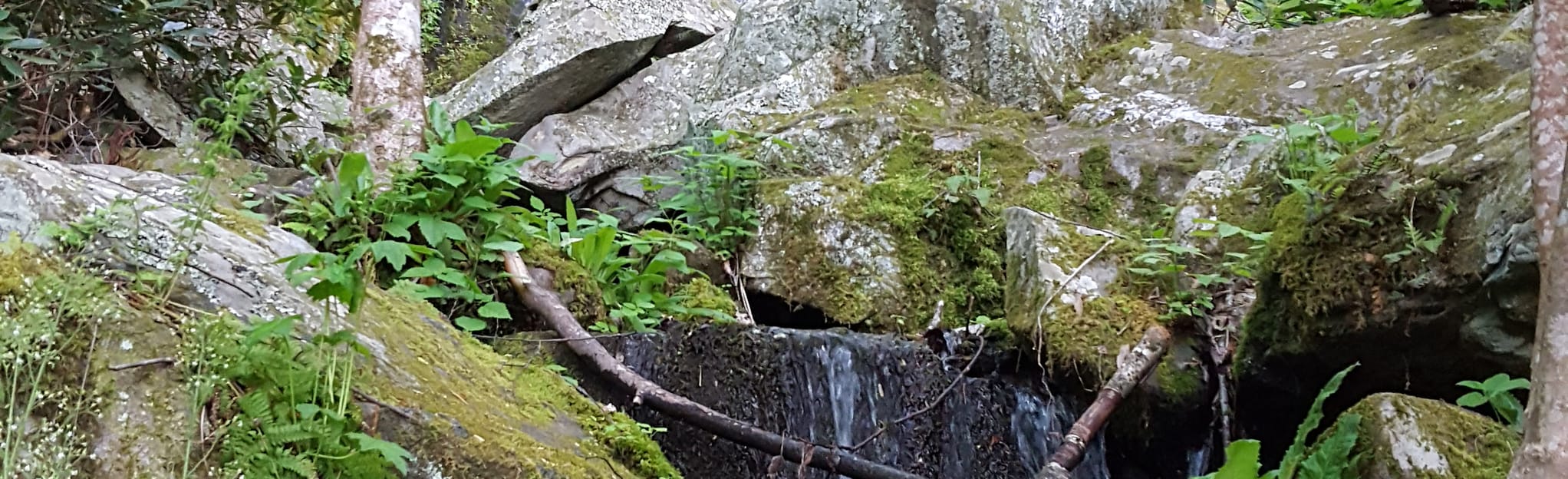 Gabes Mountain, Maddron Bald and Snake Den Ridge Loop: 3.065 foto ...