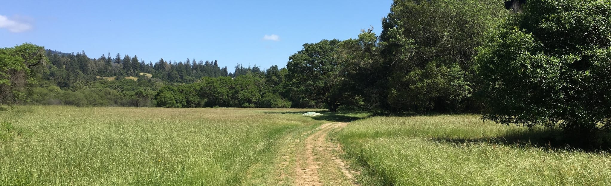 Little Hendy Grove, California - 123 Reviews, Map | AllTrails