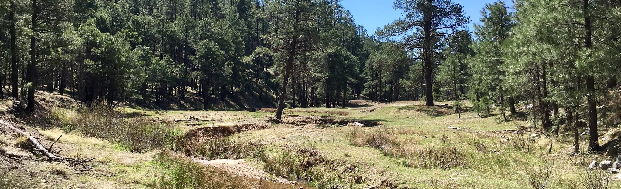 Cabin Loop Trail, Arizona - 209 Reviews, Map | AllTrails