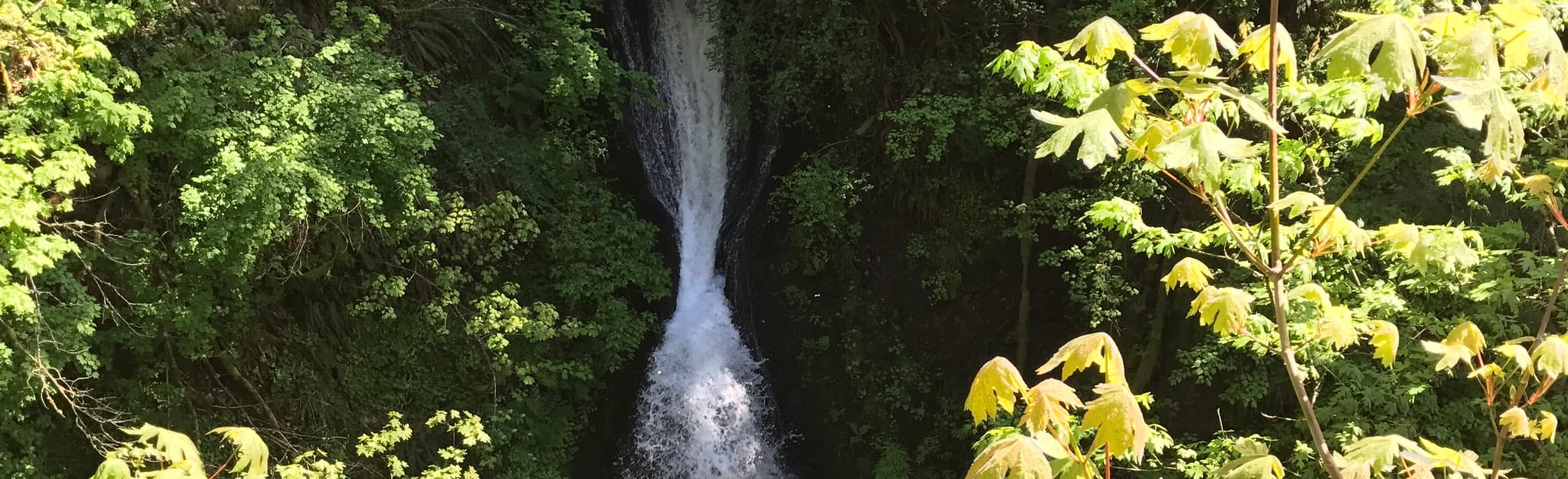 Shepperds Dell Falls: 124 Reviews, Map - Oregon | AllTrails
