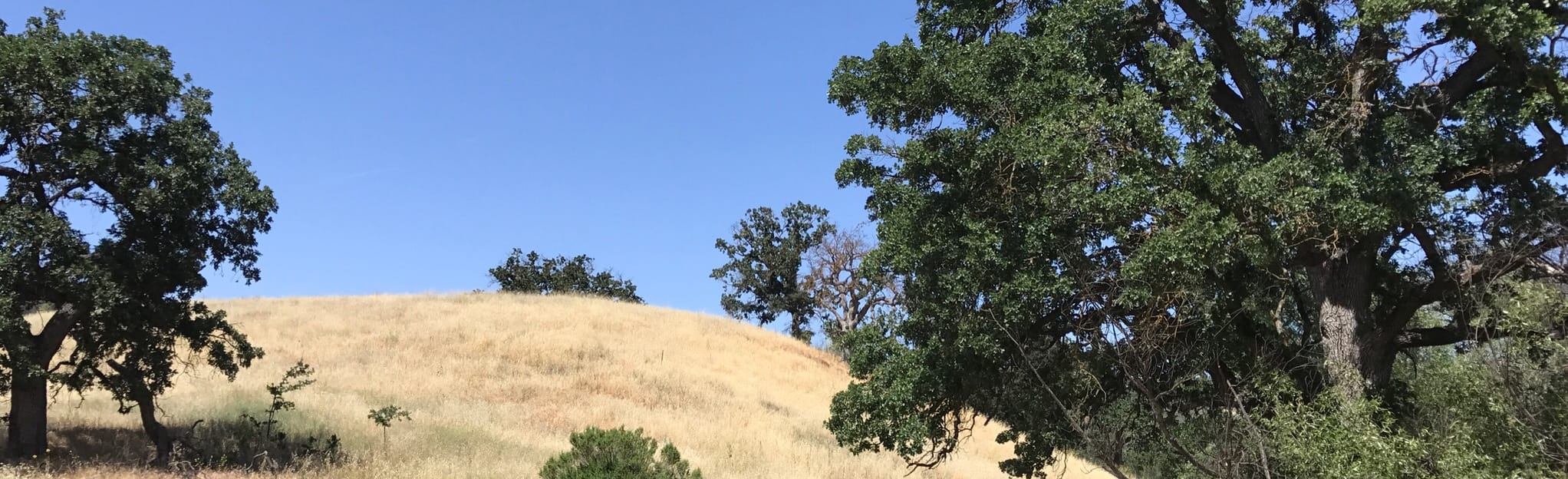 Overlook Trail Loop: 97 Reviews, Map - California | AllTrails