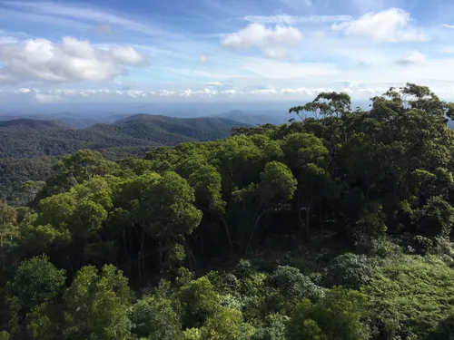 Best Hikes and Trails in Watagan State Forest | AllTrails