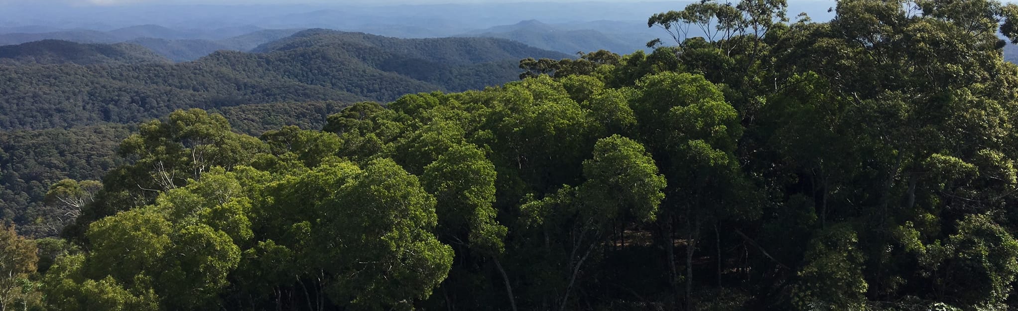 AllTrails | Mount Warrawolong via Turner's Road: 21 Reviews, Map - New ...