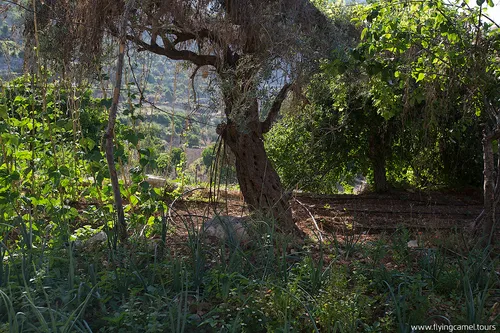 Best Forest Trails in Palestine | AllTrails