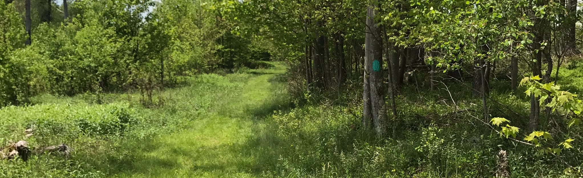 5.5 Mile, Wilderness Ranch, Snaggy Mountain Road, and Blue Trail Loop ...