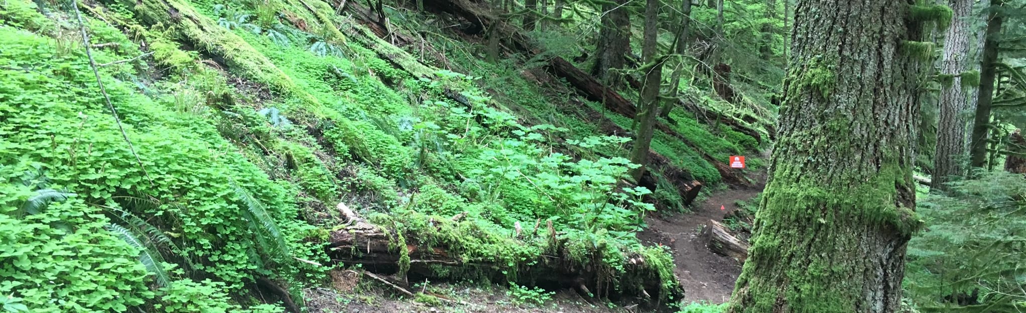 Catamount Trail, Oregon - 430 Reviews, Map | AllTrails