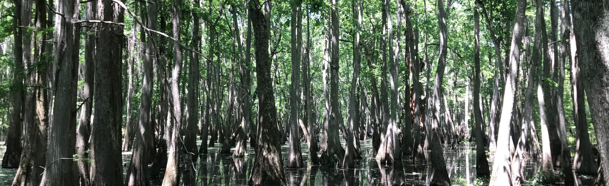 Alligator Slough Nature Trail - Mississippi | AllTrails