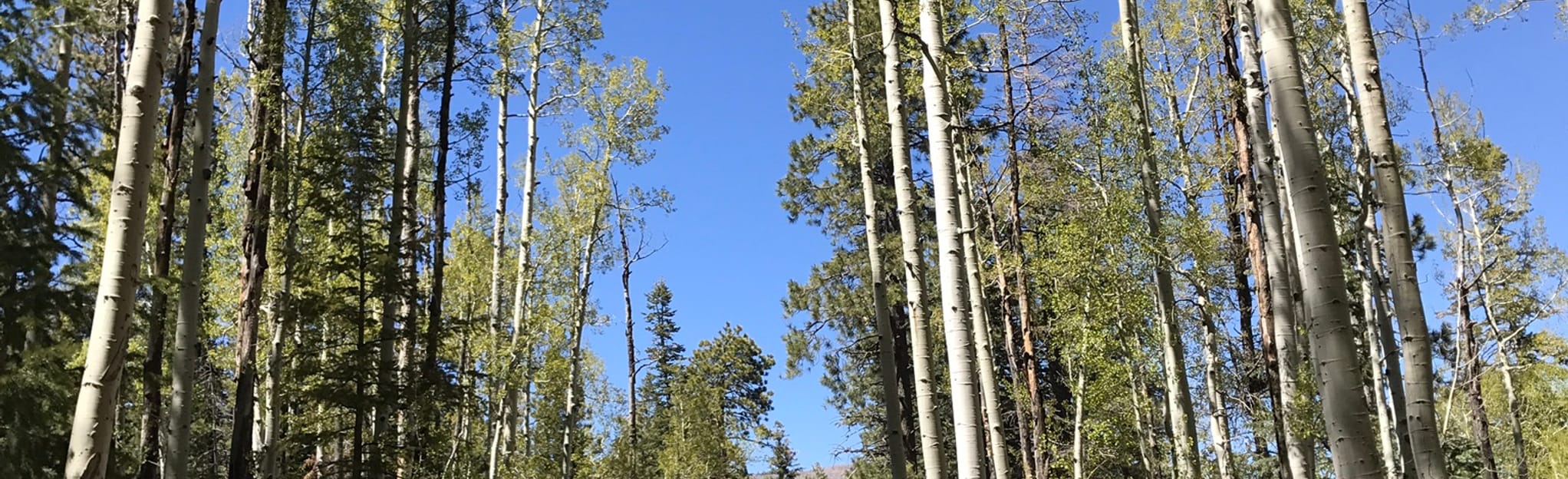 Dry Lake Hills, Arizona - 33 Reviews, Map | AllTrails