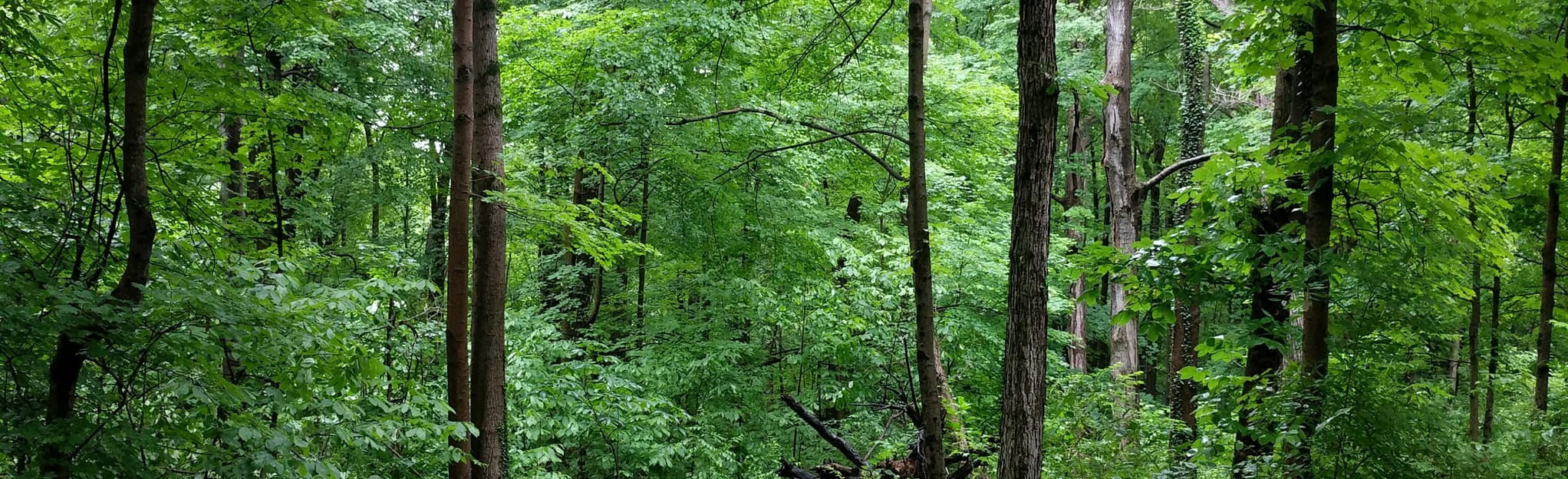 Ridge, Bur Oak, Cliff and Tree Trail Loop, Ohio - 678 Reviews, Map ...