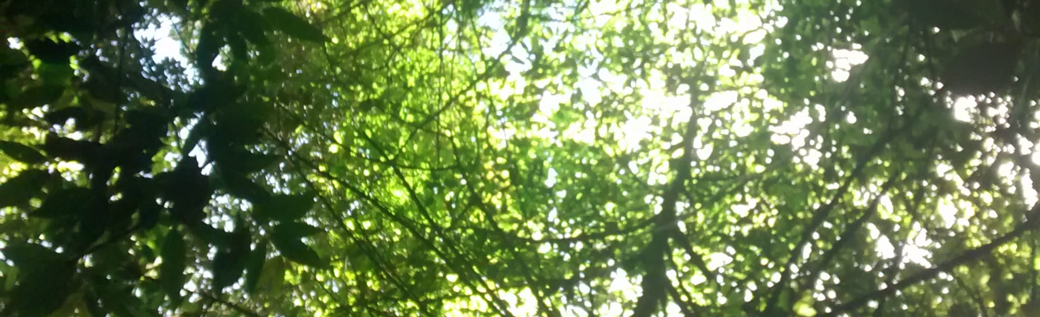 IPMB and UMS Peak Loop, Sabah, Malaysia - 3 Reviews, Map | AllTrails