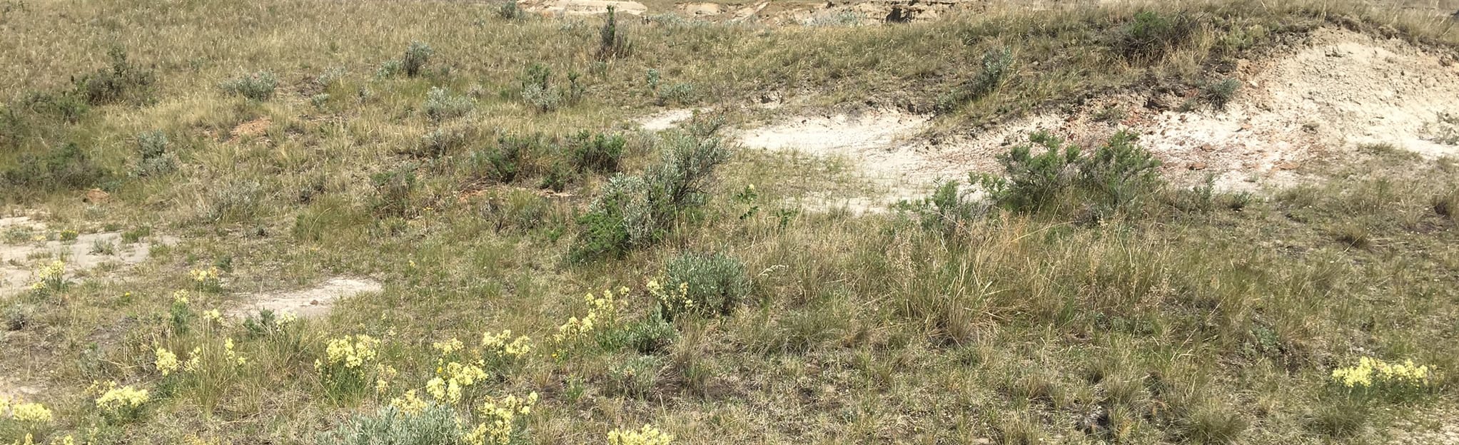 Badlands Trail, Alberta, Canada - 168 Reviews, Map | AllTrails