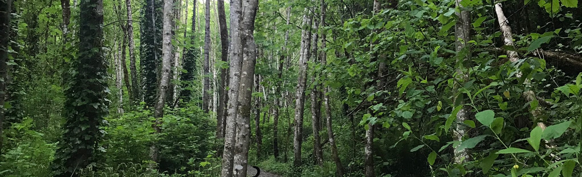 Big Tree Ridge, Red Cedars, Precipice Top, and Military Ridge Loop: 255 ...