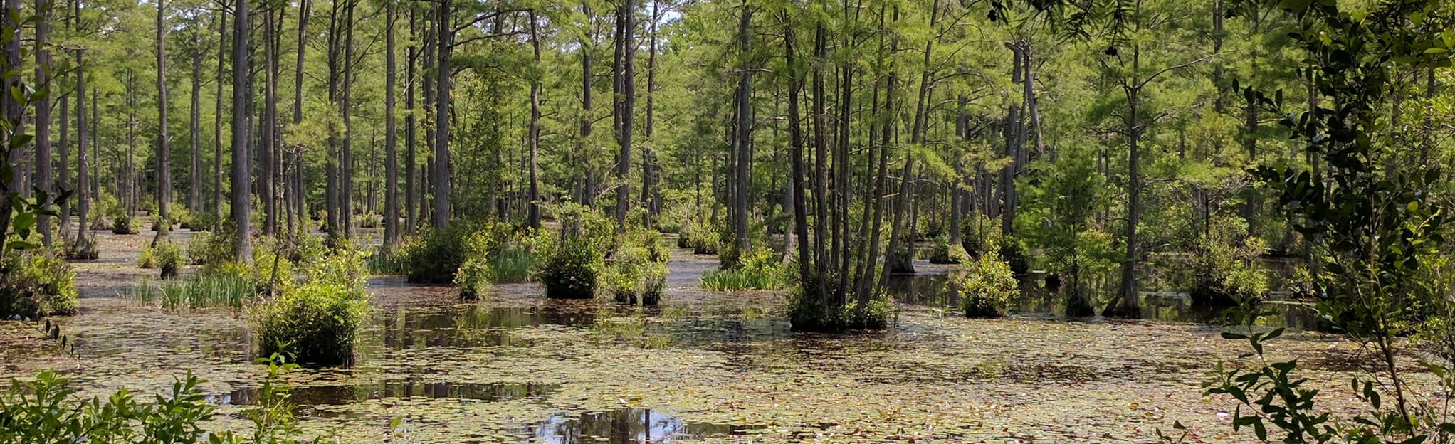 AllTrails | Turkey Oak Trail : 131 Reviews, Map - South Carolina