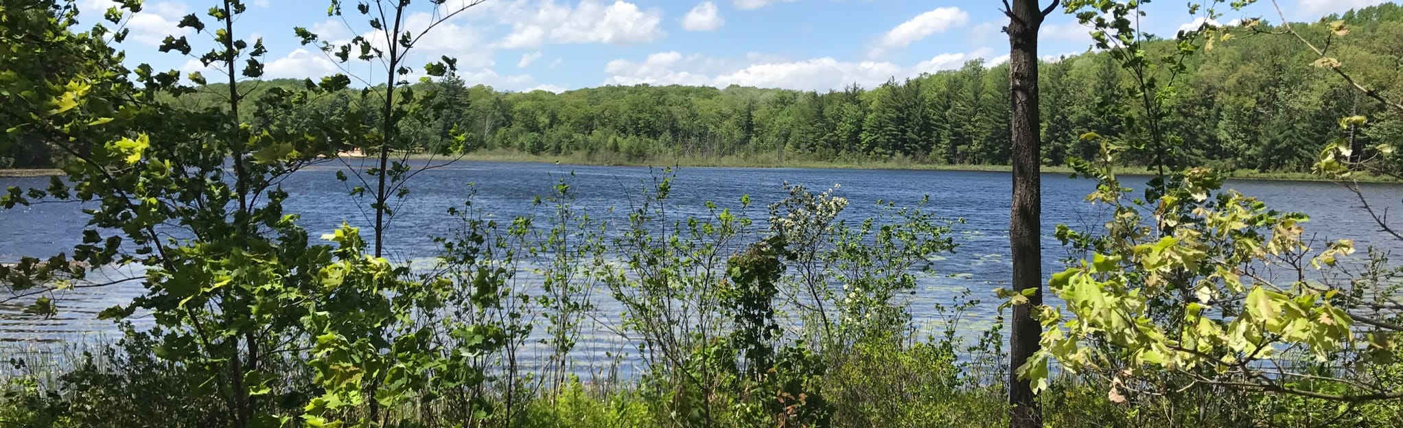 Birch Grove Connector Trail and North Country Trail Loop: 135 Reviews ...