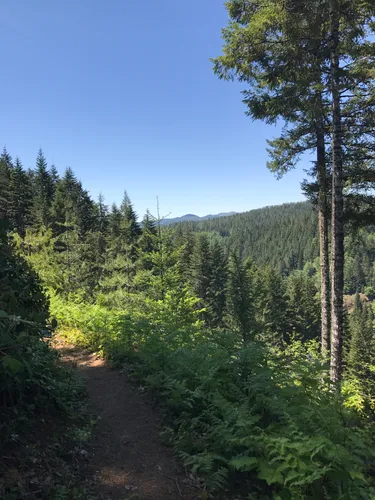 Best 10 Hikes and Trails in Tillamook State Forest | AllTrails