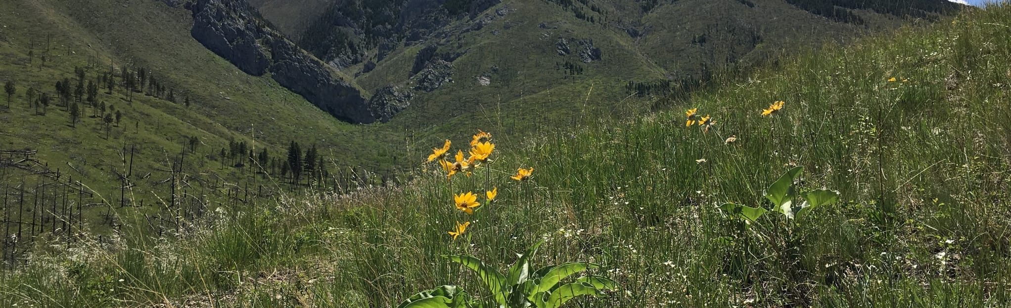 Mann Gulch, Montana - 12 Reviews, Map | AllTrails