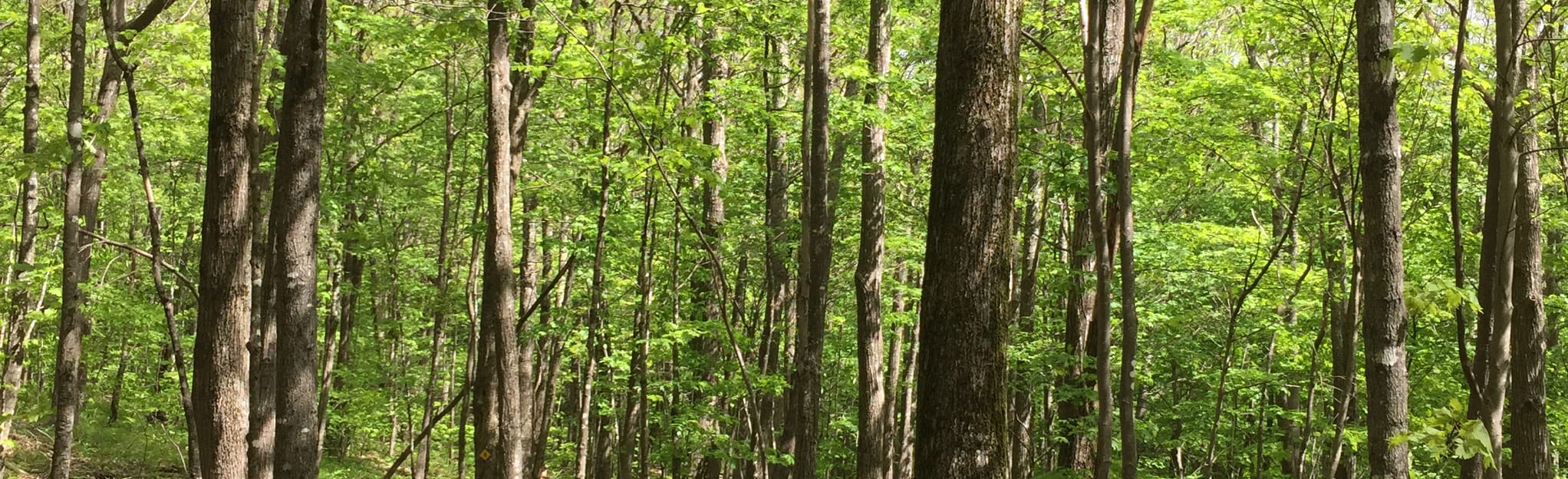 Beech Tree Trail: 85 Reviews, Map - North Carolina | AllTrails