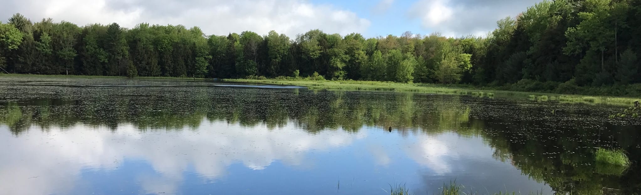 Bowman Lake Park Loop, New York - 66 Reviews, Map | AllTrails