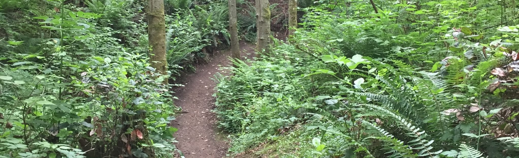 Dash Point State Park Mountain Bike Trails | Map, Guide - Washington ...