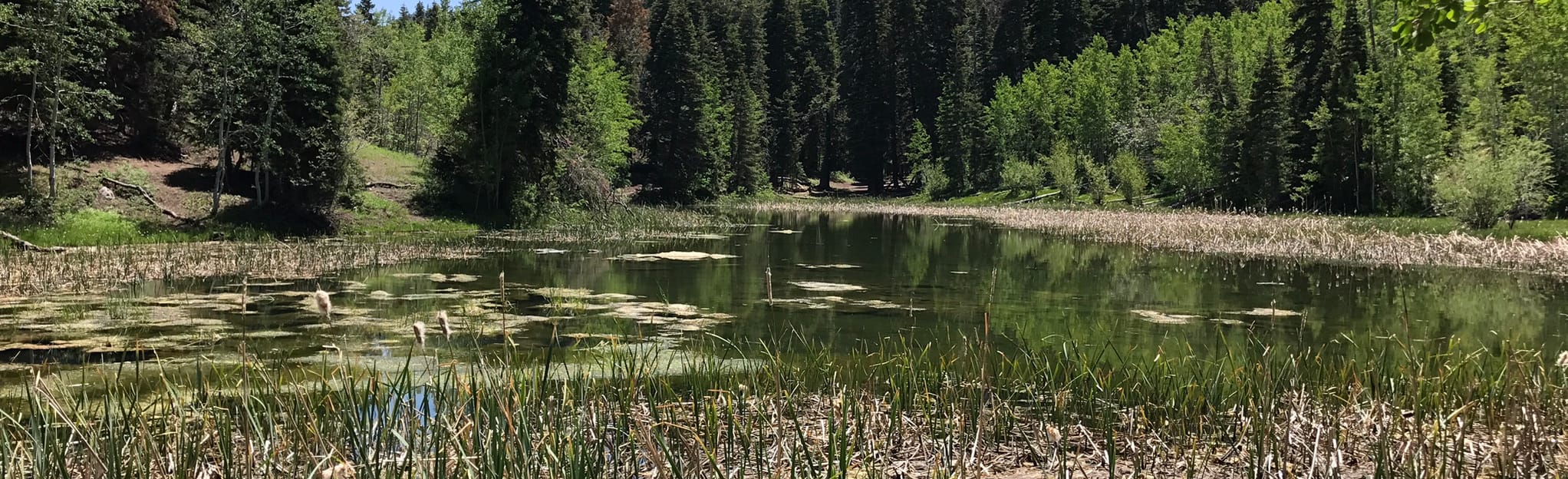 Red Lake Trail, Utah - 221 Reviews, Map | AllTrails