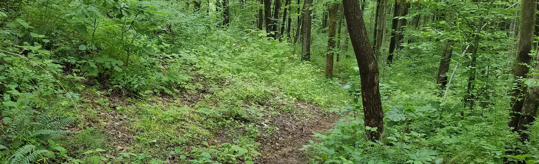 Salt Fork State Park Loop Trail: 38 Reviews, Map - Ohio | AllTrails