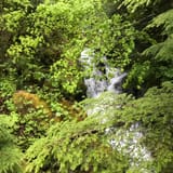 Cowlitz Divide Trail, Washington - 24 Reviews, Map | AllTrails