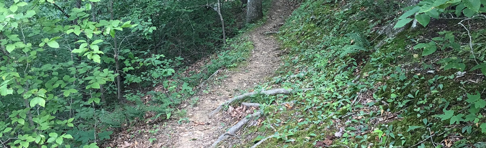Moss Ridge Trail: 88 Reviews, Map - Kentucky | AllTrails