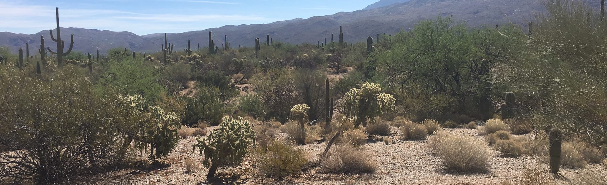 Mica View , Cholla, and Cactus Forest Loop, Arizona - 1,000 Reviews ...