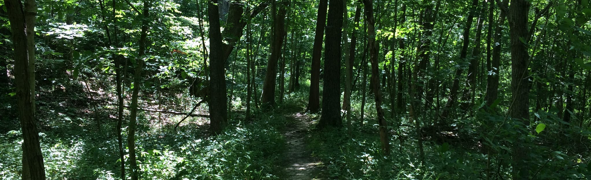 Portland Arch South Trail: 117 Reviews, Map - Indiana | AllTrails