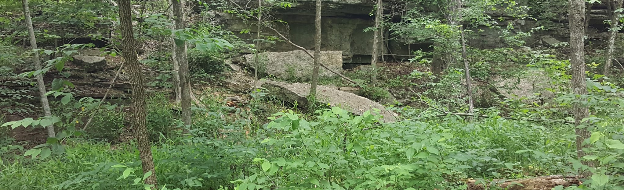 Chinquapin Trail (Short Option): 42 Reviews, Map - Missouri | AllTrails