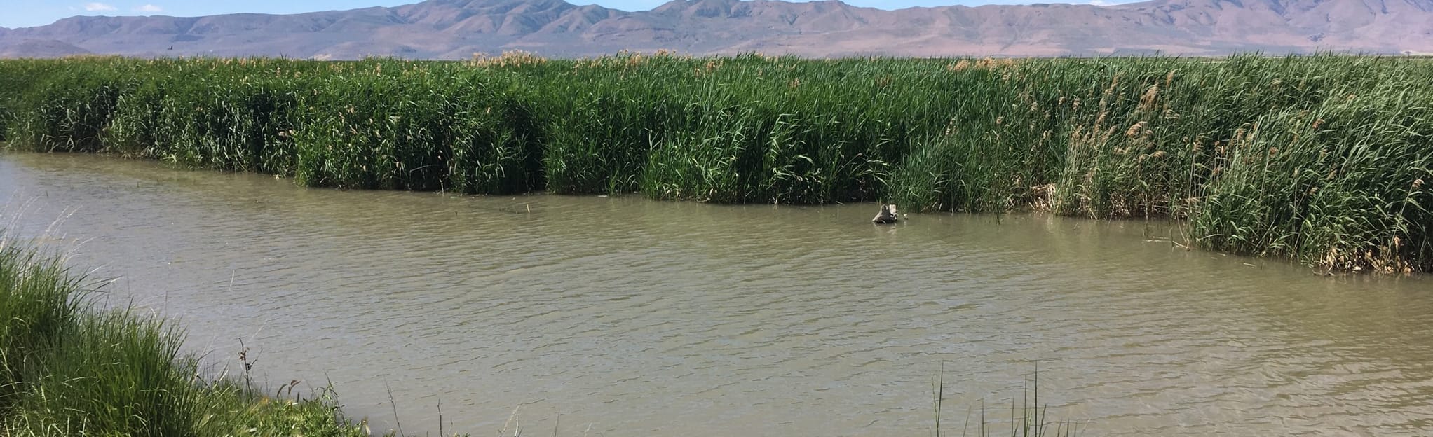 Bear River Migratory Bird Refuge Scenic Drive: 16 Reviews, Map - Utah ...