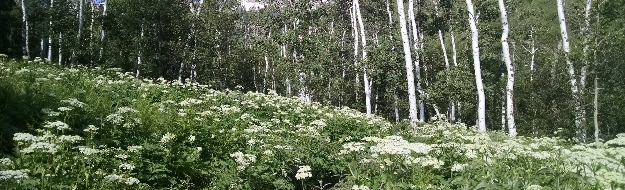 Big Springs Hollow and Great Western Trail, Utah - 375 Reviews, Map ...