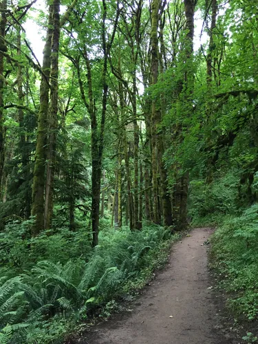 10 Best Trail Running Trails in Forest Park | AllTrails