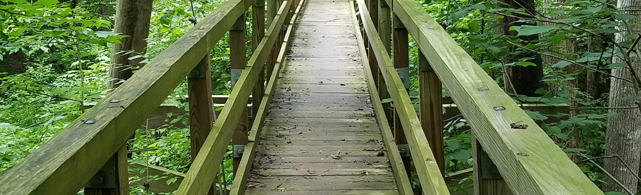 Bridge Loop Trail and Lake Loop Trail, Georgia - 835 Reviews, Map ...