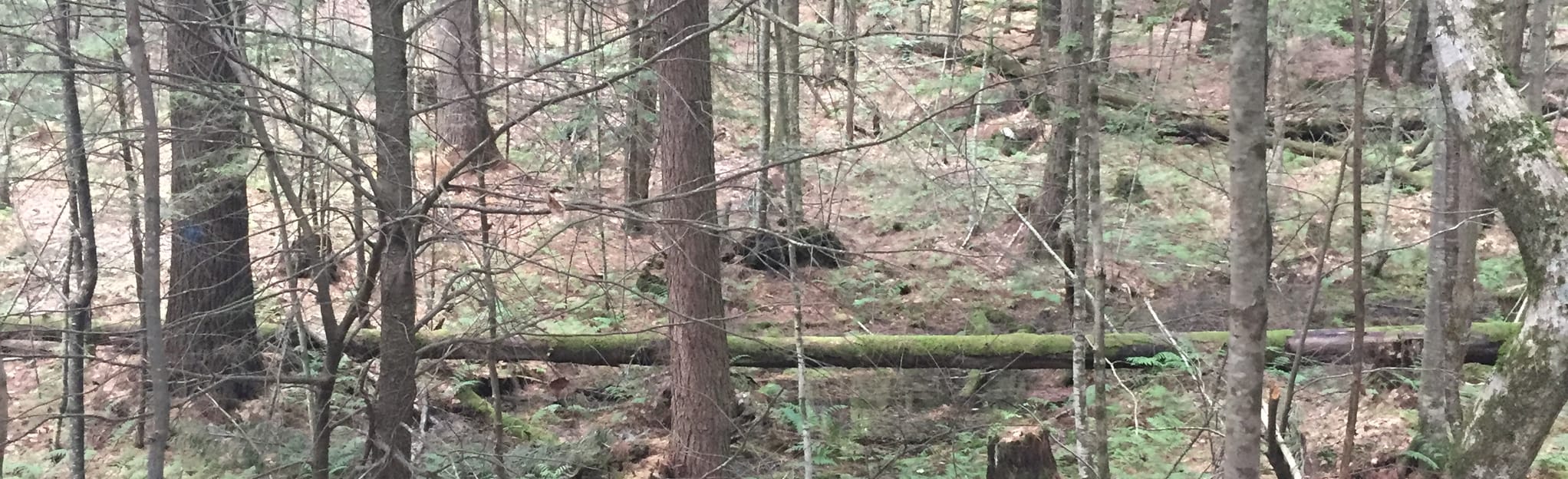 Dynamite Hill via Caroline Fish Memorial Trail: 141 Reviews, Map - New ...