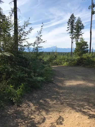 10 Best Long Trails in Tahuya State Forest | AllTrails