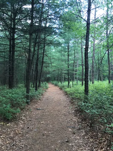 10 Best Hikes and Trails in Bass River State Forest | AllTrails