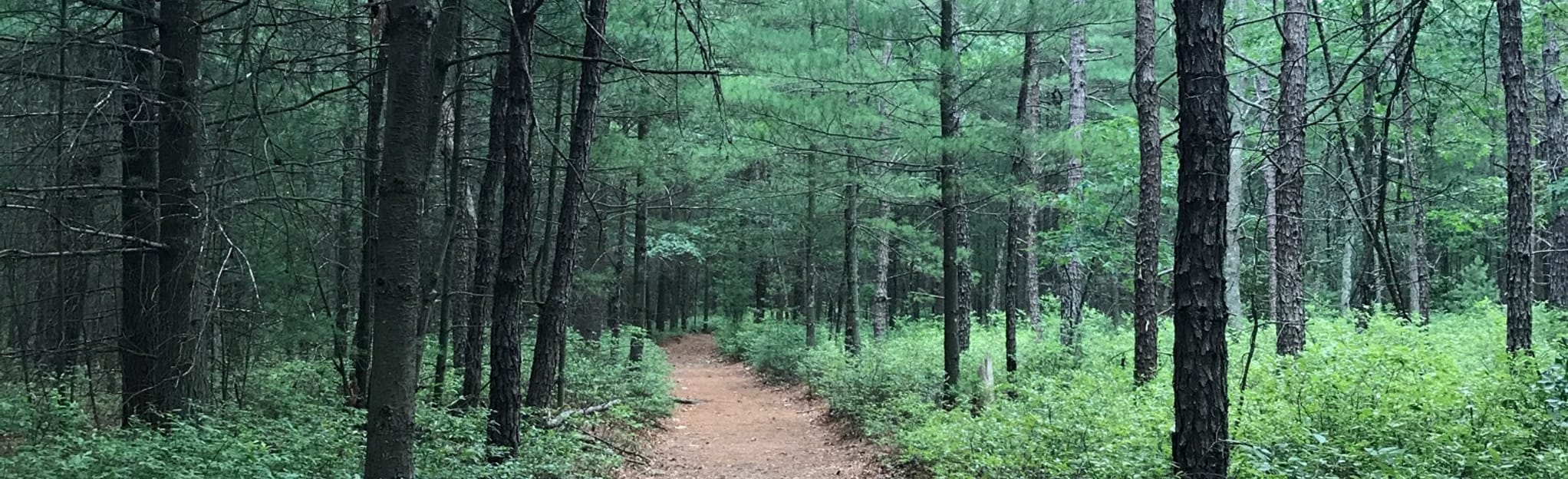 Plum Falkinburg Trail and Yellow Poppy Allen Loop, New Jersey - 106 ...