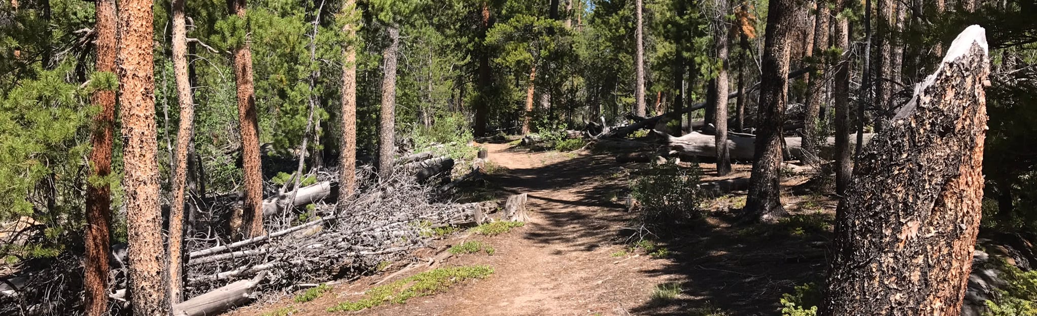Summerville Trail, Colorado - 77 Reviews, Map | AllTrails