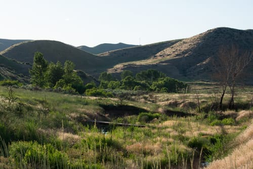 2023 Best Wildflowers Trails in Avimor Trail Network | AllTrails