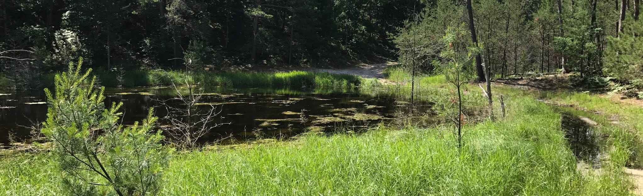 VASA Single Track Loop: 277 Reviews, Map - Michigan | AllTrails