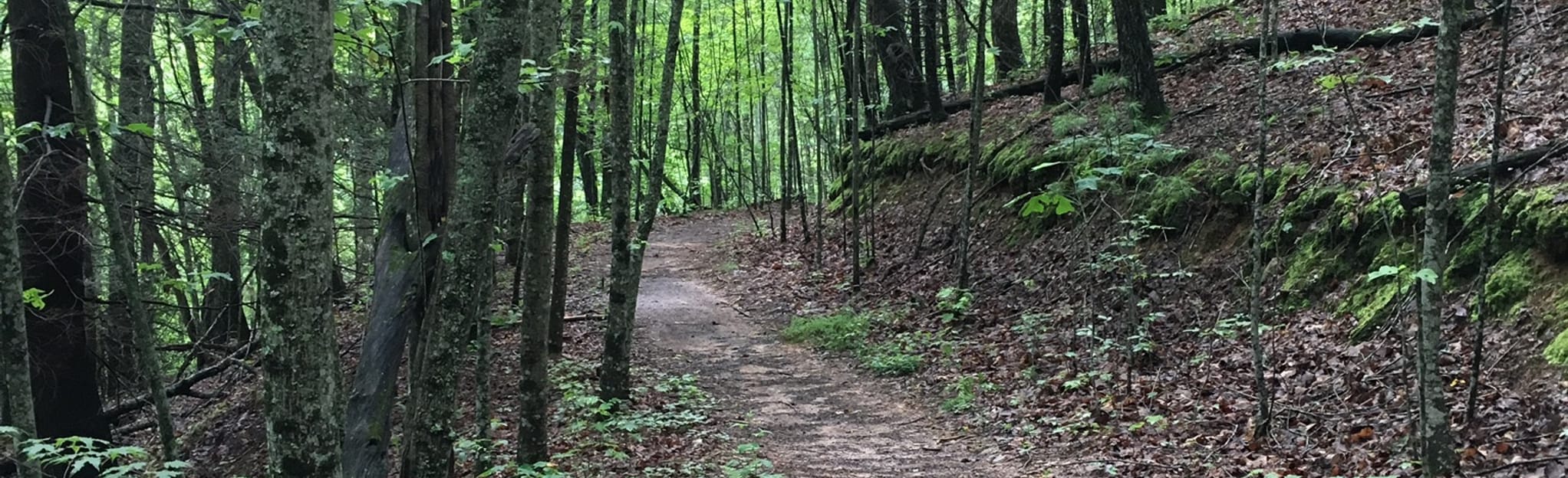 Long Branch Loop Trail: 1725 Reviews, Map - Georgia | AllTrails