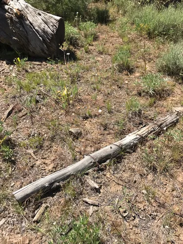 Best Hikes and Trails in Naneum Ridge State Forest | AllTrails