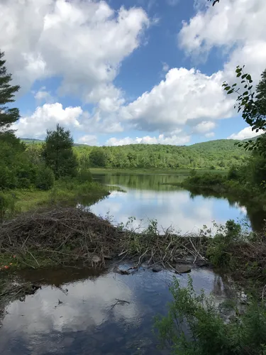 Best Camping Trails in Willowemoc Wild Forest | AllTrails