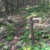 Donut Hole Trail via Long Fork Trail, Pennsylvania - 19 Reviews, Map ...