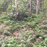 Donut Hole Trail via Long Fork Trail, Pennsylvania - 19 Reviews, Map ...