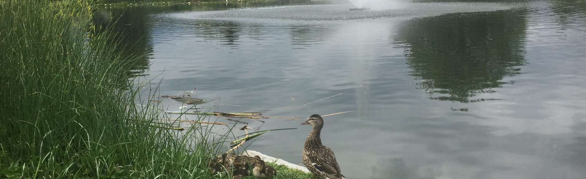 Nancy Lewis Loop: 80 Reviews, Map - Colorado | AllTrails