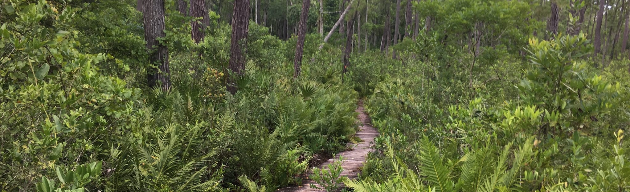 Clearwater Lake to Alexander Springs via Florida Trail, Florida - 333 ...
