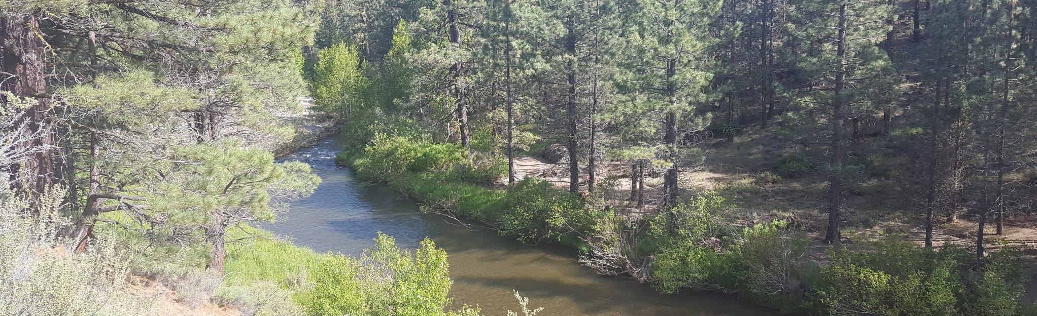 Bizz Johnson Trail, California - 145 Reviews, Map | AllTrails